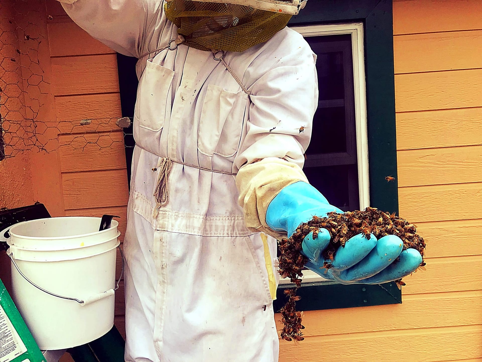 Safe Bee Removal for Homeowners: Step-by-Step Guide | Beecasso Live Bee ...